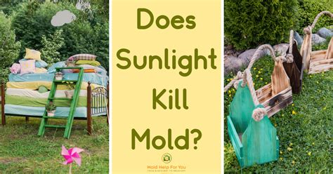 Does Sunlight Kill Mites At Bob Bormann Blog