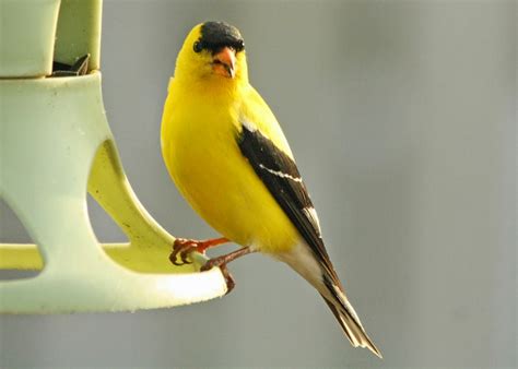 Yellow Bird Types At Armando Mendoza Blog