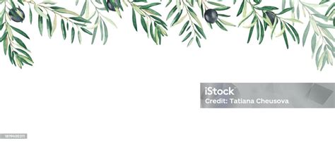 수평 프레임 올리브 가지와 잘 익은 과일로 테두리 수채화 손으로 그린 그림입니다 메뉴 디자인을 위한 웹 배너 카드 및 초대장 템플릿으로 적합합니다 검은색에 대한 스톡 벡터