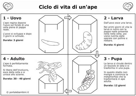 ciclo di vita di un ape lapbook artofit