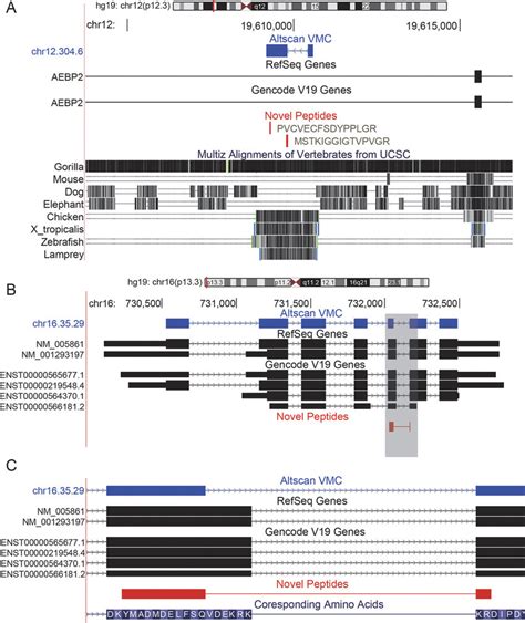 Illustration Of Novel Proteins A Two Novel Peptides Encoded By A