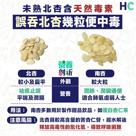 【南杏vs北杏】未熟北杏含天然毒素 誤吞北杏幾粒便中毒 Health Concept