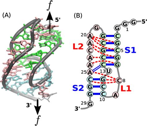Figure 1 From Salt Eﬀects On The Thermodynamics Of A Frameshifting Rna Pseudoknot Under Tension