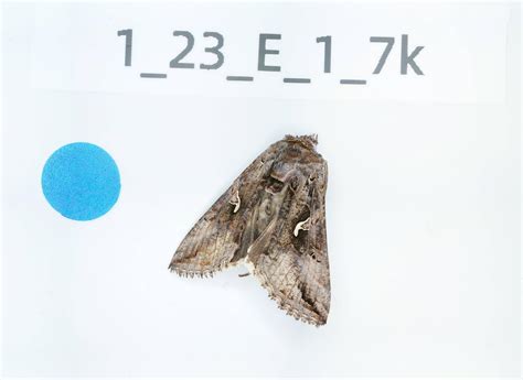 Scale Object Detection Dataset By Nature Conservation