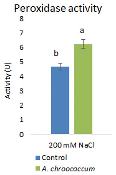 Using Halotolerant Azotobacter Chroococcum Open Research Europe