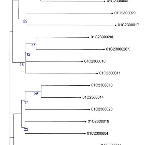 dendrogram constructed by unj clustering method from sm dissimilarity