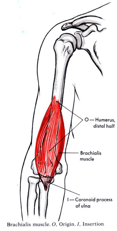 Brachioradialis Muscle