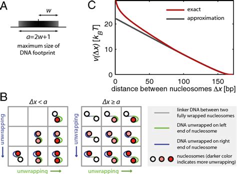 Figure 3 From Toward A Unified Physical Model Of Nucleosome Patterns