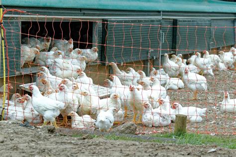 Types Of Poultry List At Elijah Brand Blog