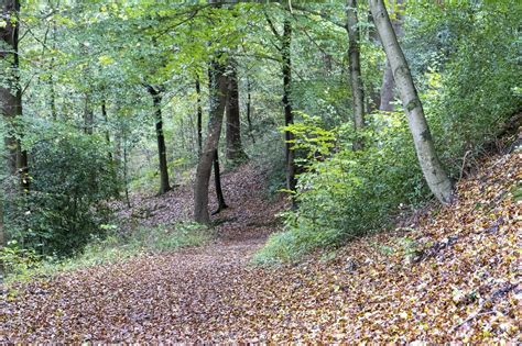 Forest Path Leaves Free Photo On Pixabay Pixabay