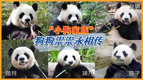 大熊猫小狗家族基因代代传外婆园园大舅舅园子小狗园润二狗润玥以及长子长孙法国小王子圆梦都是炸毛抠脚爱抢食 YouTube