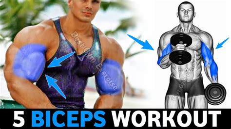 How To Get Bigger Biceps 5 Effective Exercises YouTube