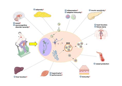 Extracellular Vesicles In The Control Of Systemic Exercise Adaptations Download Scientific