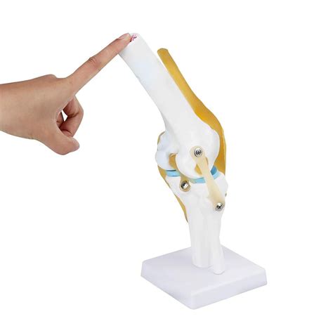 Buy Iksvmsis Knee Joint Model Knee Models For Anatomy Human Knee Joint Anatomy Models Skeleton
