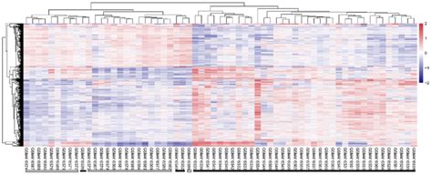Hierarchical Clustering Heat Map For The Differentially Expressed Mrnas