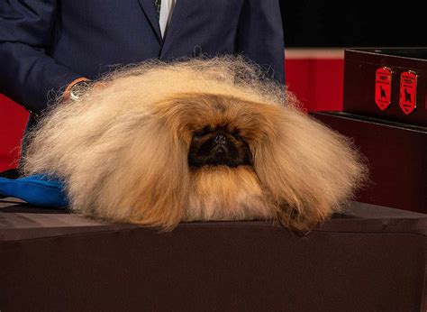 Pekingese Wasabi Wins Best In Show At Akc Nationals