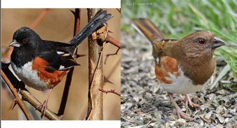 Ornithology Id Quiz 5 Flashcards Quizlet
