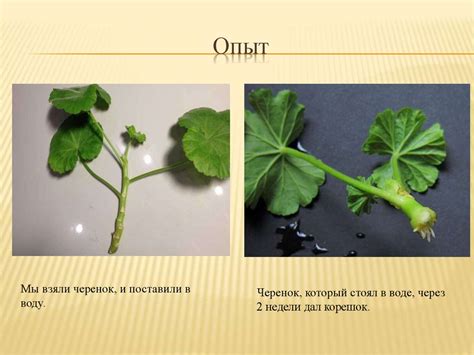 Выращивание герани Online Presentation