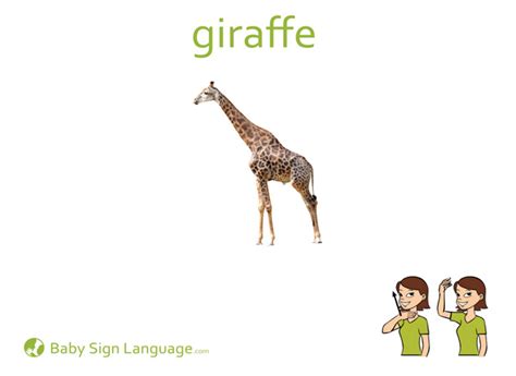 Giraffe Flash Card