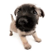 Interracial Doggy Style S Tenor