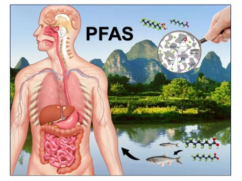 Heather Korff On Linkedin Pfas At The Interface Of Biological And