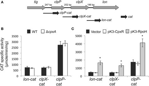 Frontiers The Two Component System Cpxra Represses The Expression Of