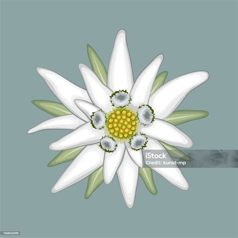 Edelweiss Alps Flower Symbol For German Beer Fest Vector Illustration