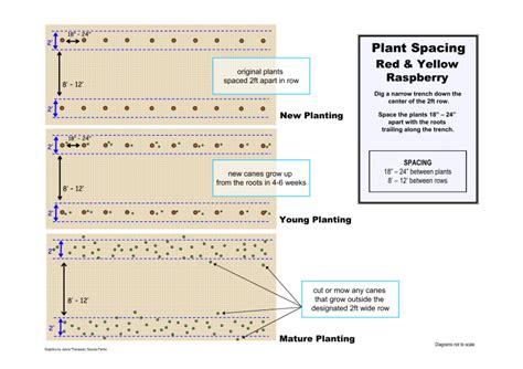 Raspberry Steps To Success