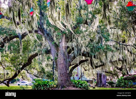 Moss On Trees