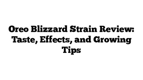 Oreo Blizzard Strain Review Taste Effects And Growing Tips 420 Big Bud