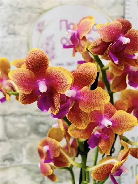 Світ Орхідей Кременчук Бронзовий будда Facebook