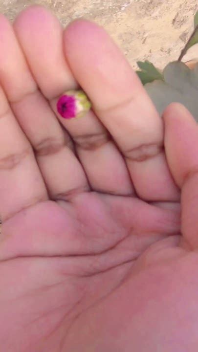 Shorts Viral Youtubeshorts Viralvideo Youtube