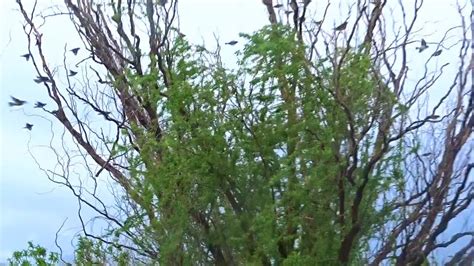 Cedar Waxwings Migration Coming Through Raiding The Holly Bush Dallas