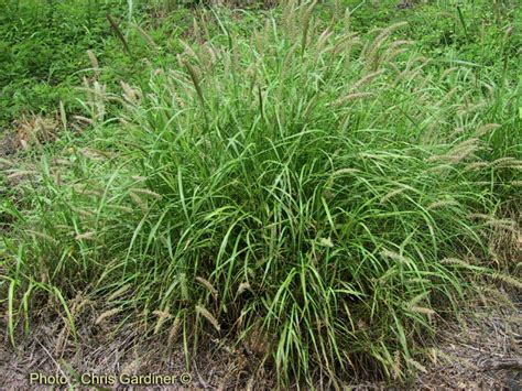 Factsheet Buffel Grass
