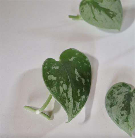 My Scindapsus Collection Propagation Experiments House Plant House