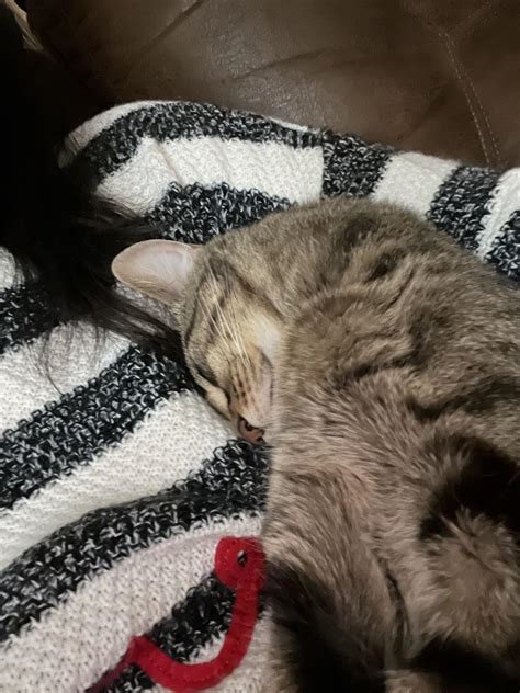 My Cat Fell Asleep On Me R Cats