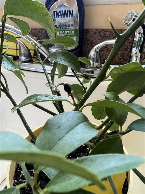 Lemon Tree Sprouting Lemons And Falling Off Rcitrus