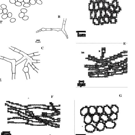 L Ine Drawings Of Trichoderma Spp A C T Asperellum A Conidia Download Scientific