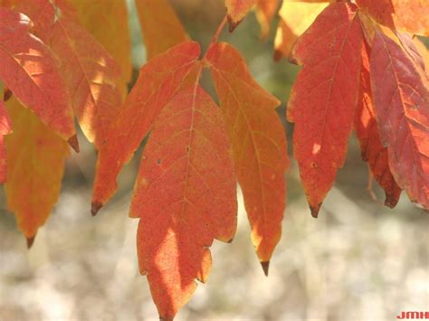 Three Flowered Maple The Morton Arboretum