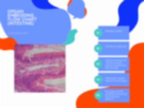 Solution Histopathology Embedding Skin Breast And Intestine Flowchart