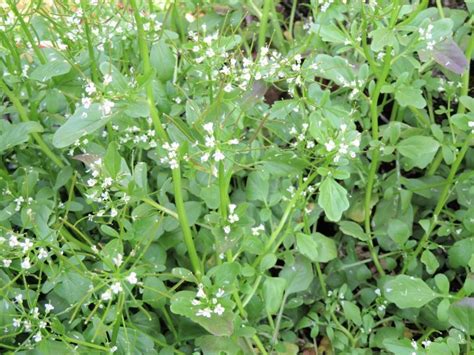 オオバタネツケバナコンロンソウセイヨウアブラナシャク 山野草植物めぐり