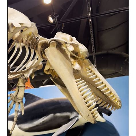 Orcinus Orca Killer Whale Skeleton And Skull Casts Fossil Crates