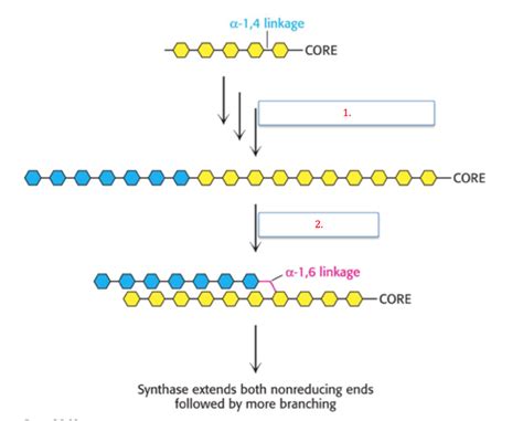 Chapter 25 Glycogen Synthesis Diagram Quizlet