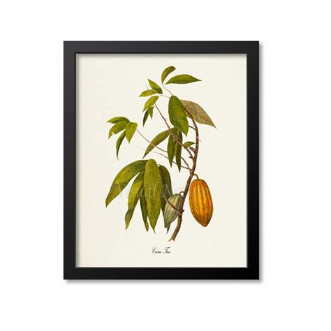 Cacao Tree Art Print Cocoa Tree Cocoa Beans Chocolate Botanical Art Cacao Tree Art Print Cocoa Tree Cocoa Beans Chocolate Botanical Art