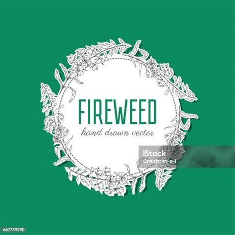 버드 나무 허브 차 머 리온 Angustifolium 파이어 위 드 로즈 베이 힐 링 허브 손으로 그린 된 스케치 벡터 흰색 절연 텍스트에 대 한 공간을 가진 라운드 프레임