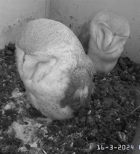 Uil En Droom Man Van Taal