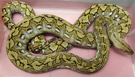 100 Super Dwarf Kalaotoa Reticulated Python By Precision Reptiles