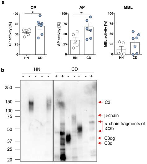 Activity Of The Classical And The Alternative Pathways Of Complement