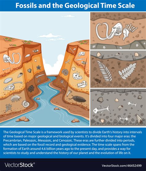 Fossils Geologic Time Scale At Kathleen Sutphin Blog