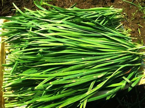 义龙新区韭菜种植让群众生活有奔头致富有抓手 五台 销售量 中心